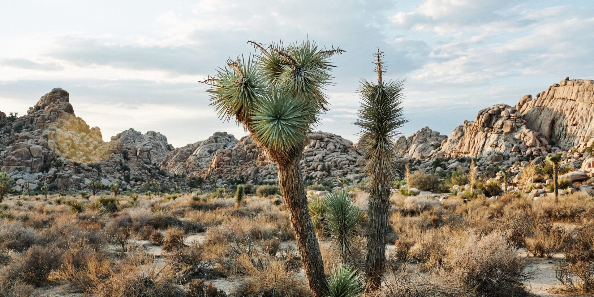 Your Guide to Joshua Tree - AutoCamp