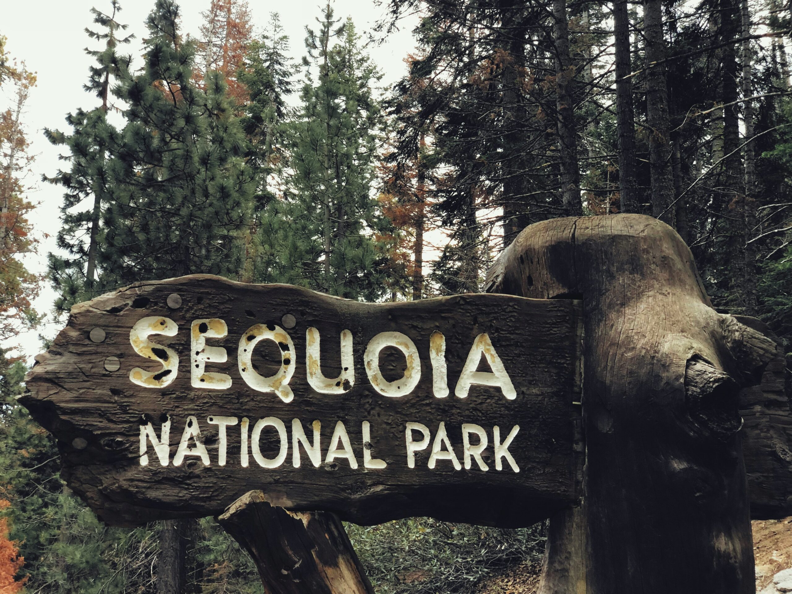 Hello, Sequoia. - AutoCamp