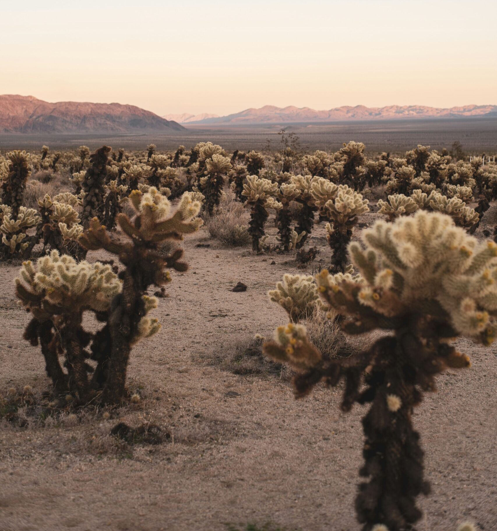 Your Guide to Joshua Tree - AutoCamp