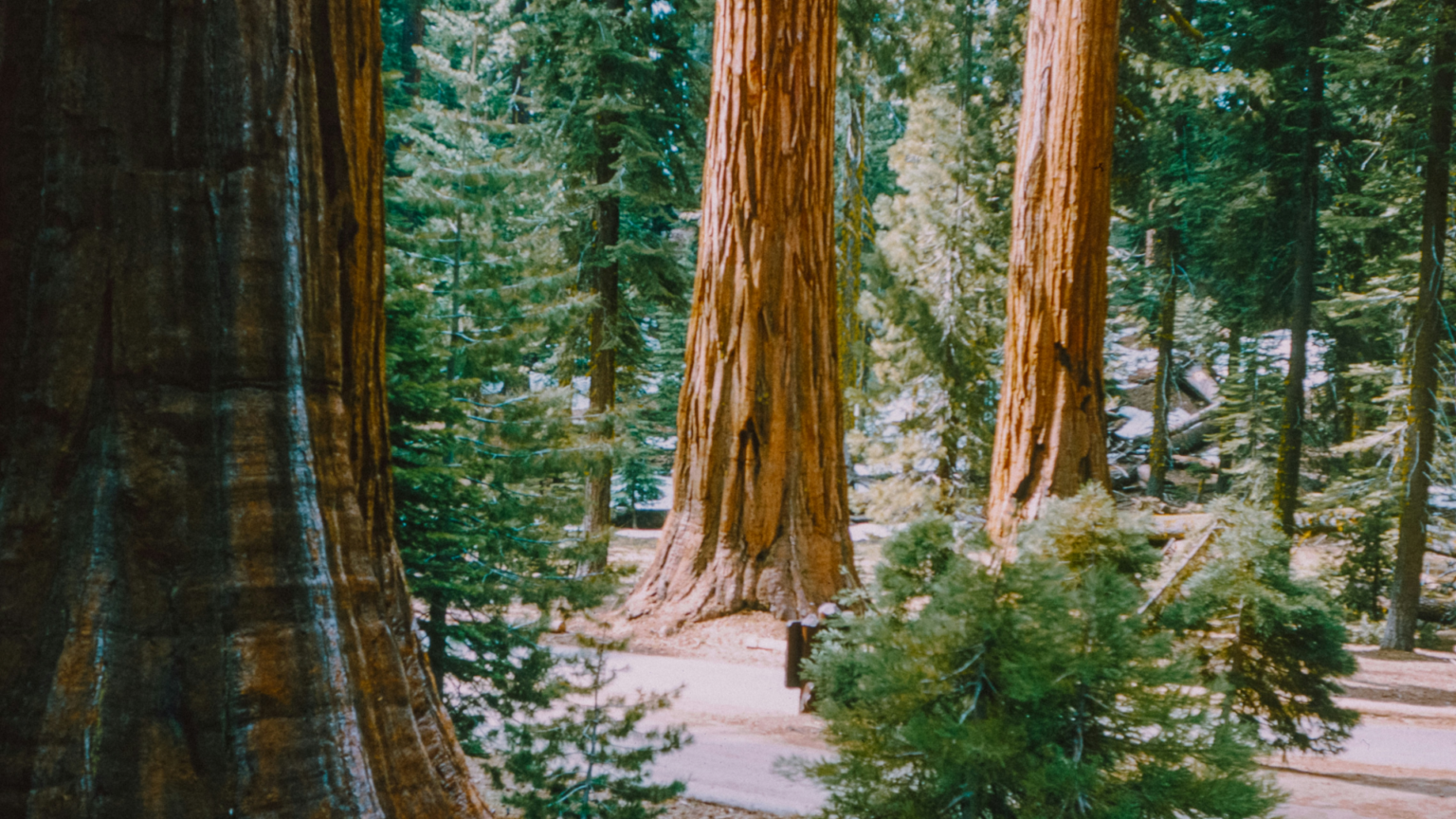 Experiences | AutoCamp Sequoia, CA