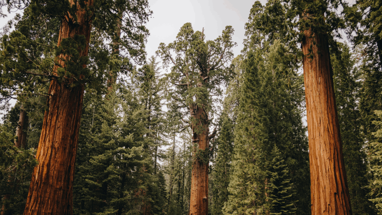 Experiences | AutoCamp Sequoia, CA